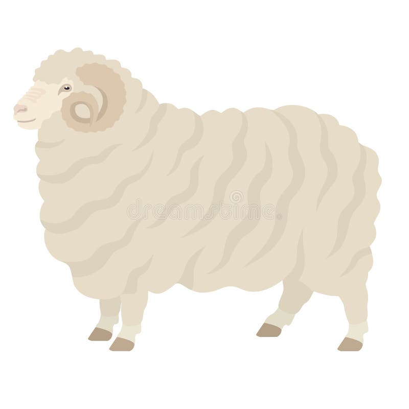 Merino Ram Sheep Head Drawing Stock Illustration - Illustration of line ...