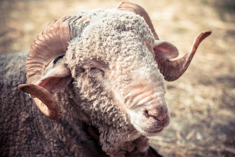 Merino Sheep, Ram, Having a Rest on the Groud Stock Image - Image of ...