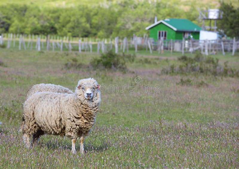 Merino sheep stock photo. Image of countryside, nature - 48075592