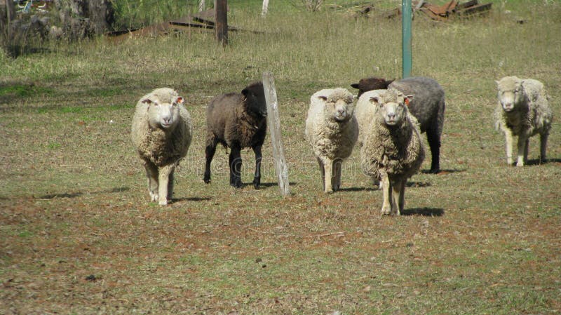 Merino Sheeps And Angora Goats Herd Feed In The Drakensberg, Lesotho ...