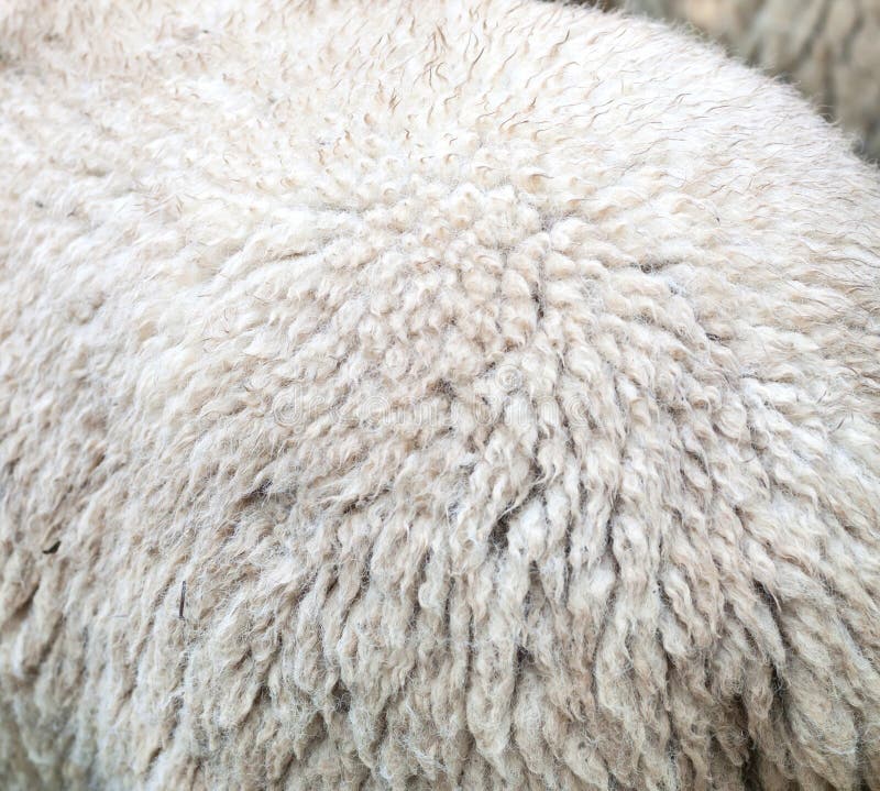 Merino wool stock image. Image of design, backdrop, sheepskin - 59226457
