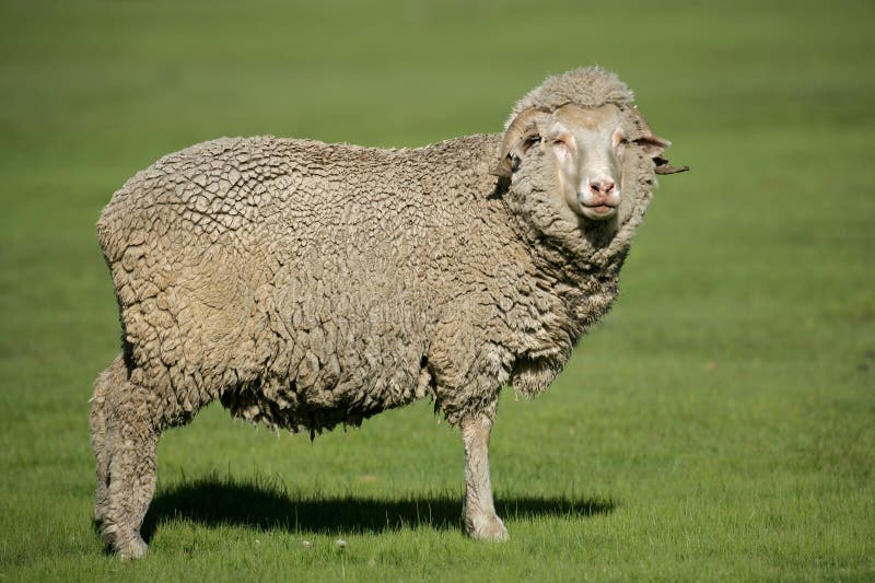 Merinos schapen stock afbeelding. Image of landbouwbedrijf - 14905519