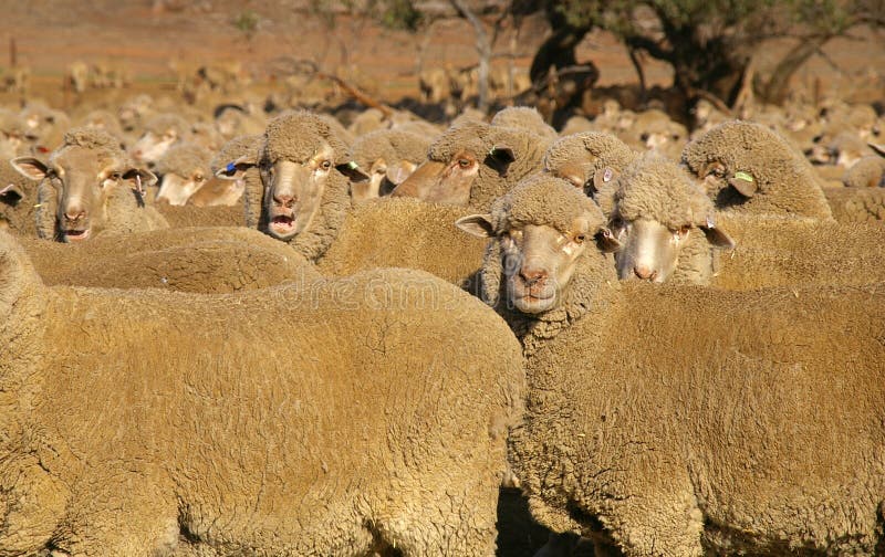 Merinos Schapen stock afbeelding. Image of verplaatsen - 7626777