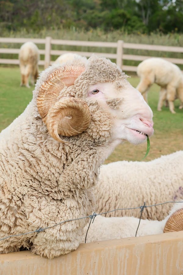 Merinoschafe Stock-Fotos - Laden Sie 230 Royalty-Free Fotos herunter
