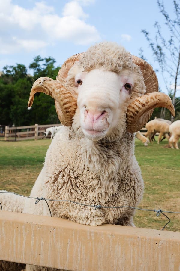 Merinoschafe Stock-Fotos - Laden Sie 230 Royalty-Free Fotos herunter
