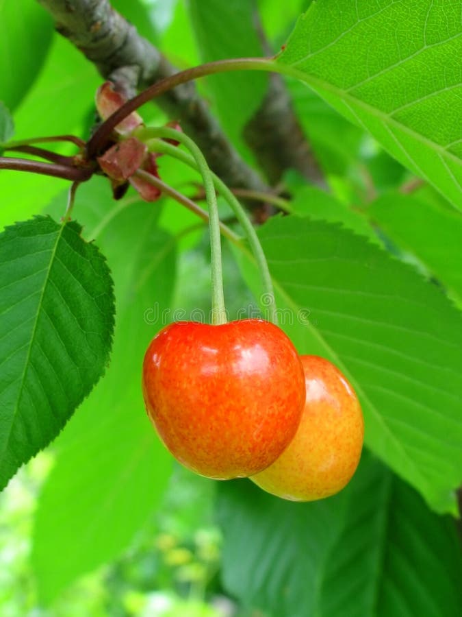 Merise photo stock. Image du merise - 143988