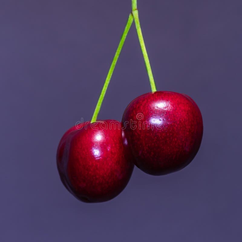 Merise rouge sur la table image stock. Image du dessert - 149293897