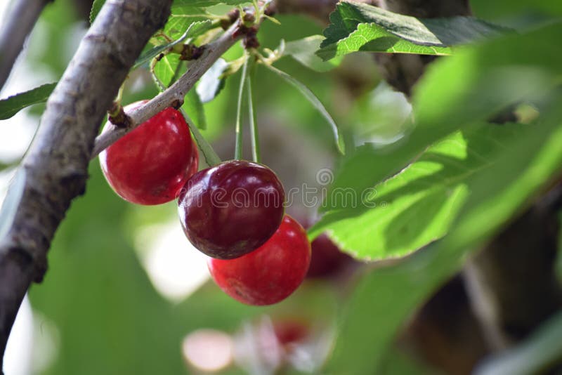 Merise Sur L'arbre Dans Mon Jardin Photo stock - Image du gentil ...
