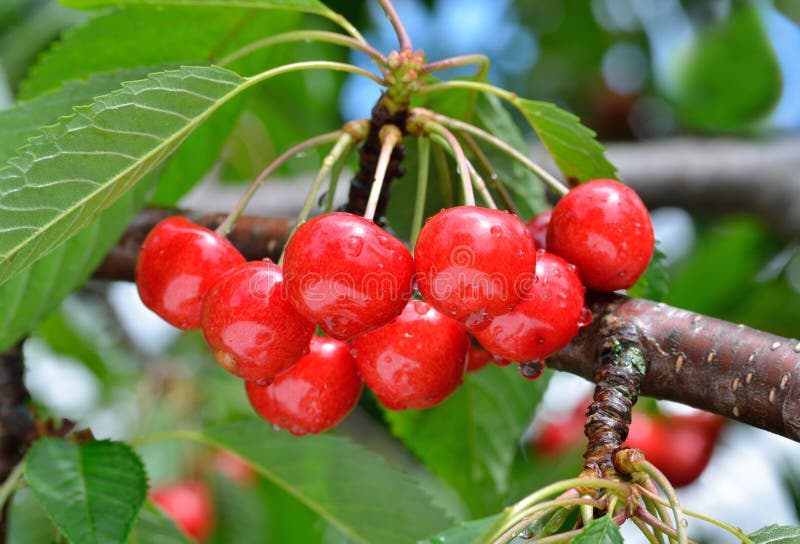 Merise photo stock. Image du été, nature, rouge, jardinage - 19770880