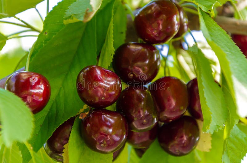 Merise sur un branchement photo stock. Image du collecte - 109480138