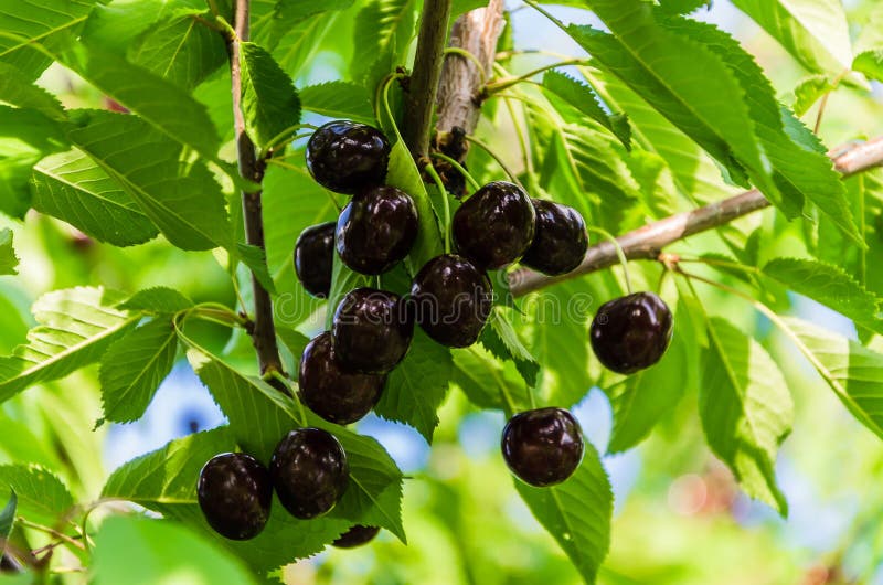 Merise sur un branchement image stock. Image of juteux - 109480157