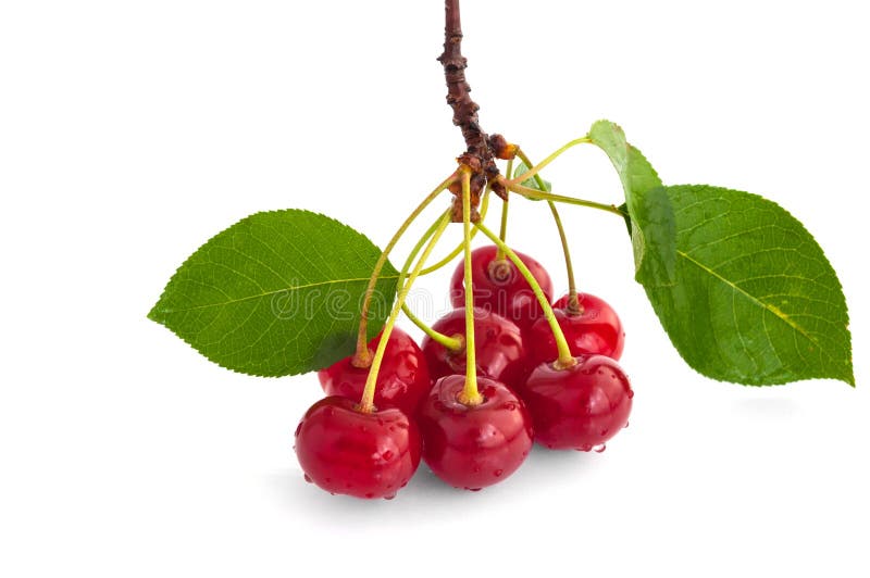 Merisier - baies de merise image stock. Image du lame - 67427345
