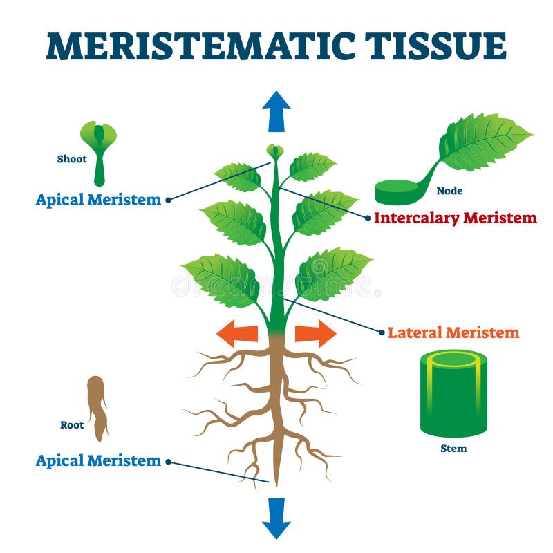Meristematic Tissue Vector Illustration. Labeled Educational Plant ...
