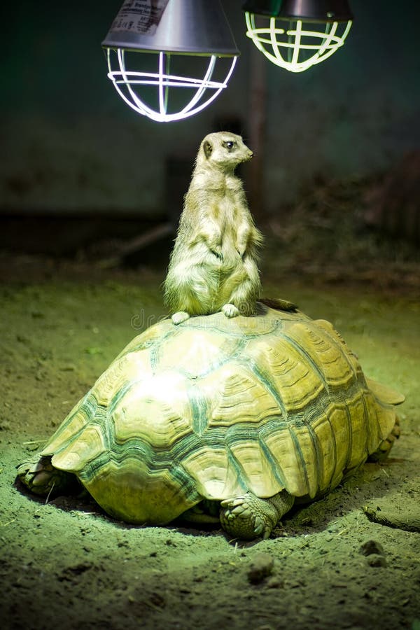 Merkant in the Zoo, Animal Life Stock Image - Image of seat, wildlife ...