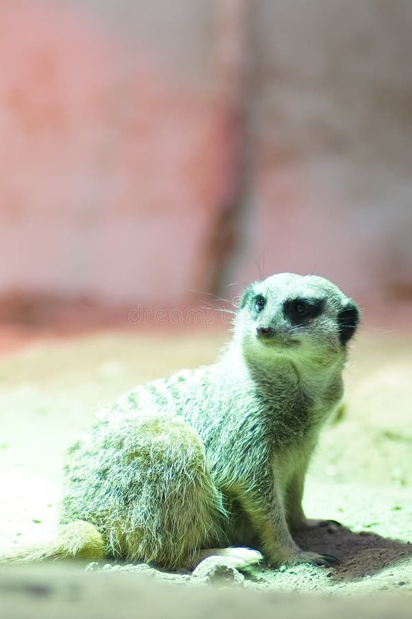 Merkant in the Zoo, Animal Life Stock Image - Image of nature, animal ...