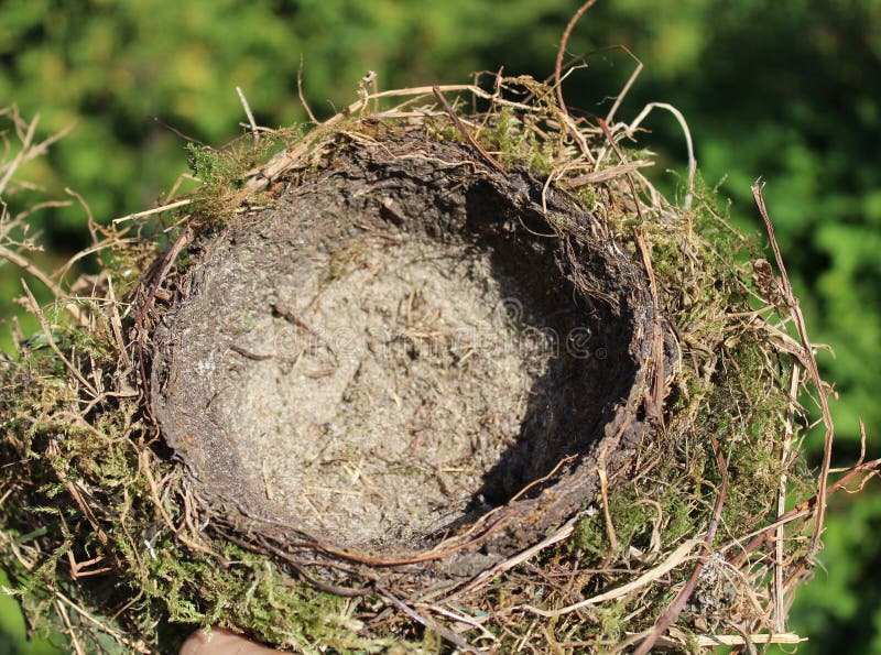 Merl birds nest stock image. Image of natural, garden - 329871505