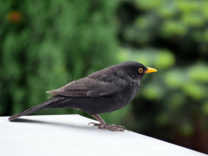 Merl stock image. Image of white, face, wildlife, mammal - 54548865