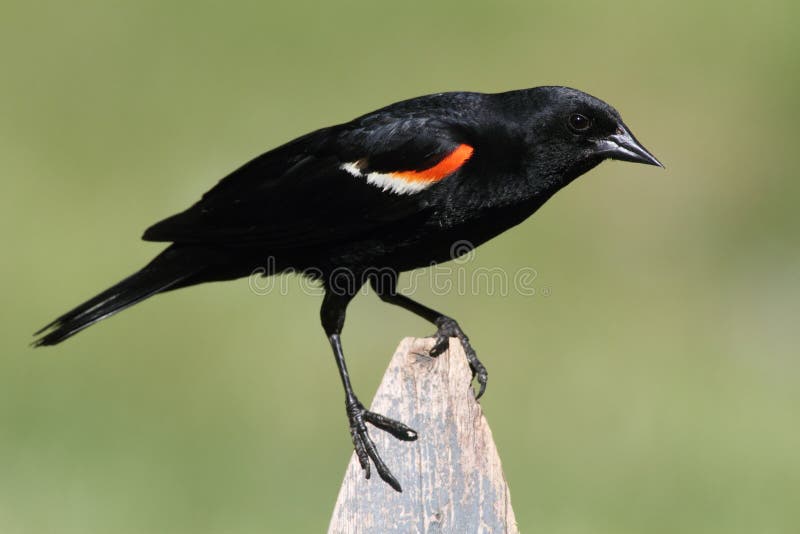 Merle rouge d'aile image stock. Image du oiseau, aile - 5855959