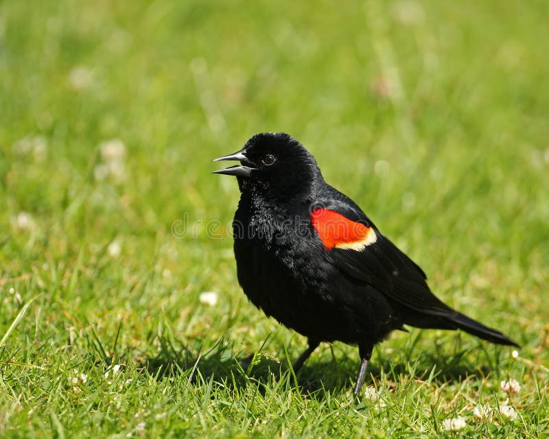 Merle rouge d'aile image stock. Image du oiseau, aile - 5855959