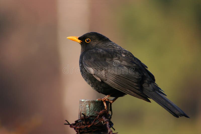 Merle Commun Avec Un Ver De Terre Image stock - Image du merle, oiseaux ...