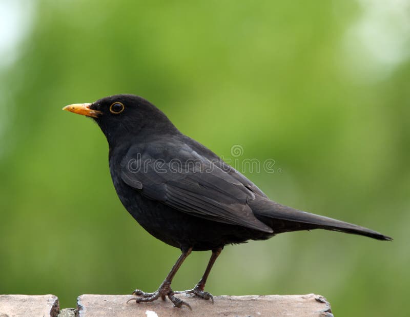 Merle photo stock. Image du bleu, attentif, nature, clavette - 6156044
