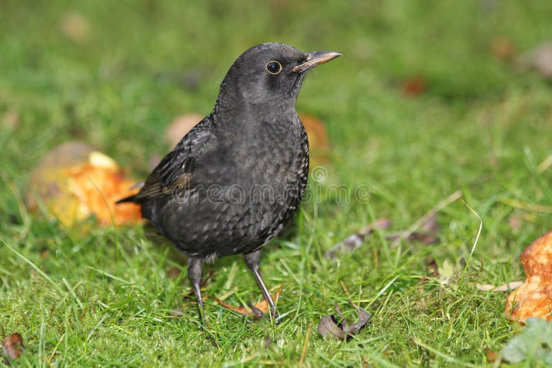 Merle image stock. Image du commun, yeux, details, libre - 46959245