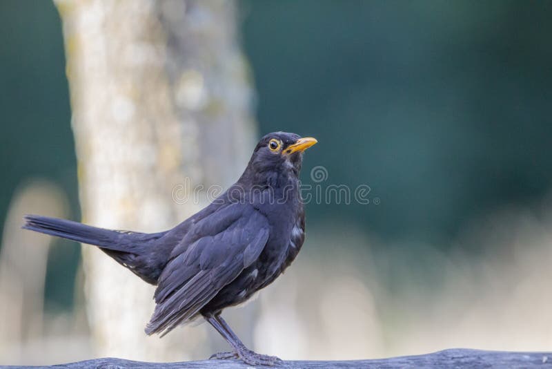 Merle image stock. Image of extérieur, observer, environnement - 58251671