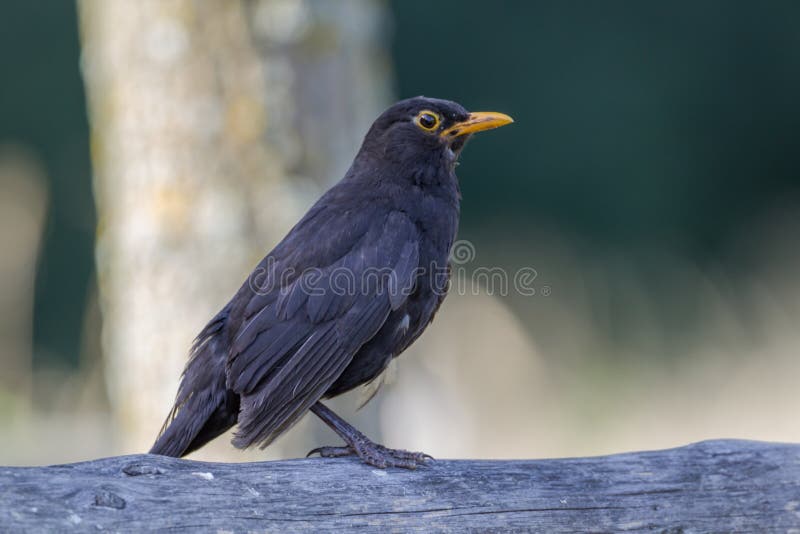 Merle image stock. Image of extérieur, observer, environnement - 58251671