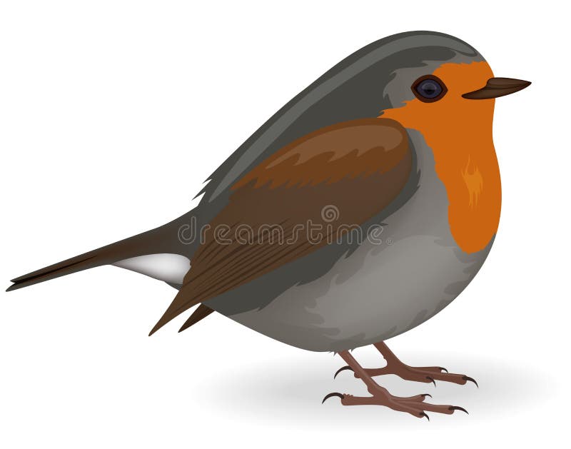 Merle illustration de vecteur. Illustration of nature - 59664353