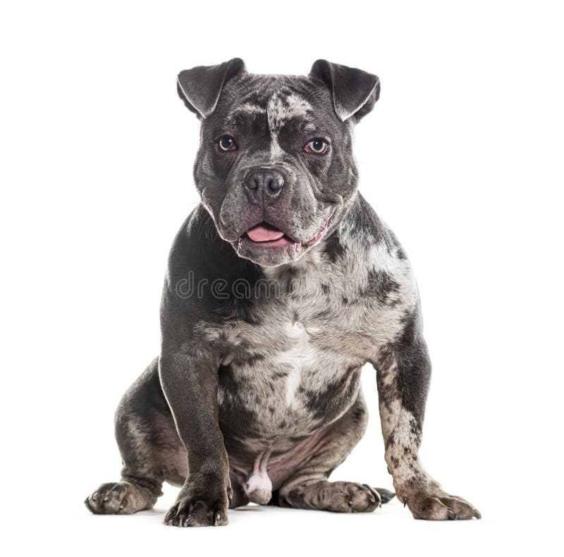 Merle American Bully Sitting in Front, Panting and Looking at the ...