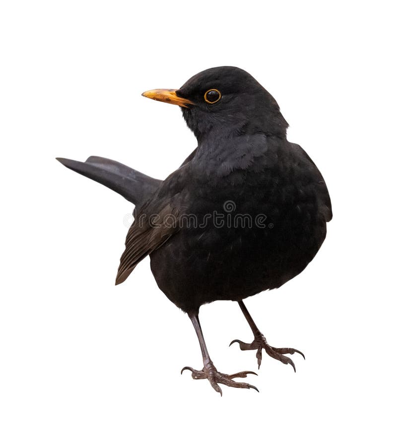 Merle Commun Debout Isolé Sur Blanc Image stock - Image du vertébré ...