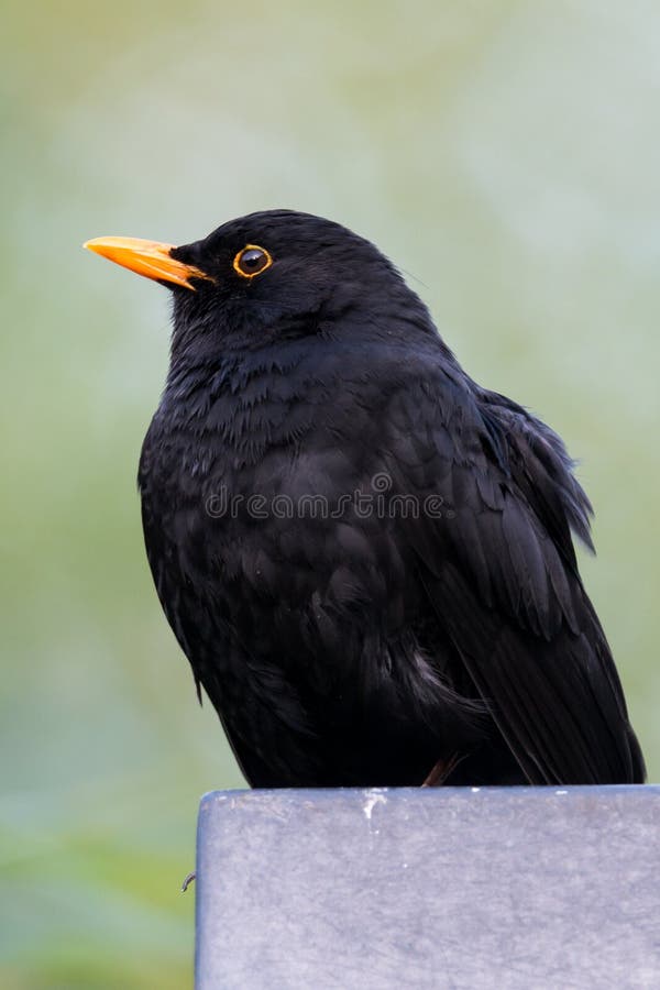 Le Merula De Turdus De Merle Se Dore Au Printemps Le Soleil Sur Le ...