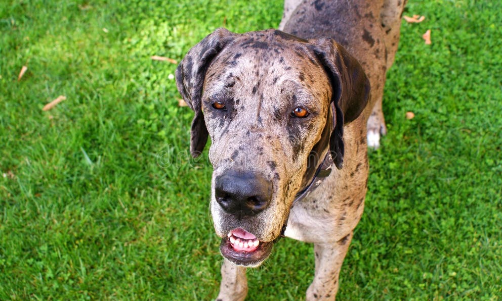 Merle de Danois grand photo stock. Image du équilibré - 17014010