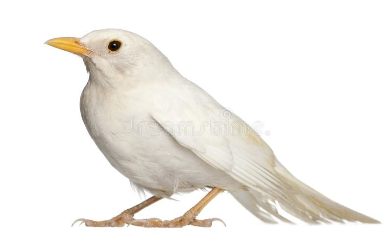 Merle De Terrain Communal De Blanc Image stock - Image du sauvage ...