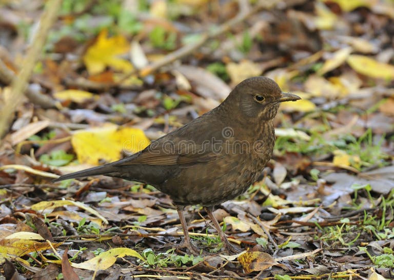 Merle femelle image stock. Image du brun, merle, femelle - 12634591