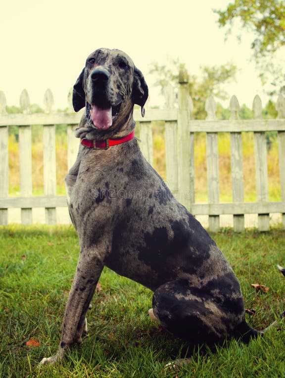Merle Great Dane stock photo. Image of great, yard, large - 27661582