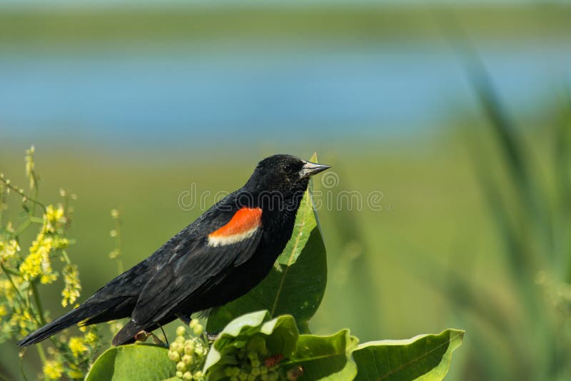 Merle rouge d'aile photo stock. Image du canada, faune - 63359464