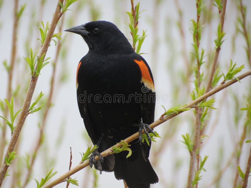 Merle rouge d'aile photo stock. Image du canada, faune - 63359464