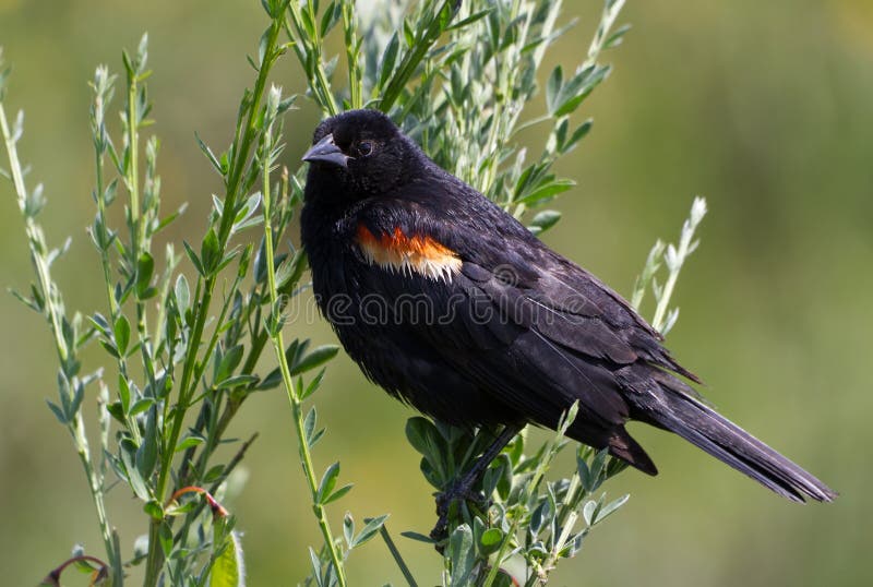 Merle rouge d'aile photo stock. Image du canada, faune - 63359464