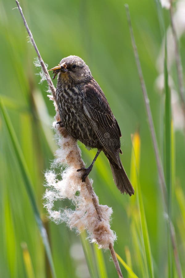 Merle rouge d'aile photo stock. Image du canada, faune - 63359464