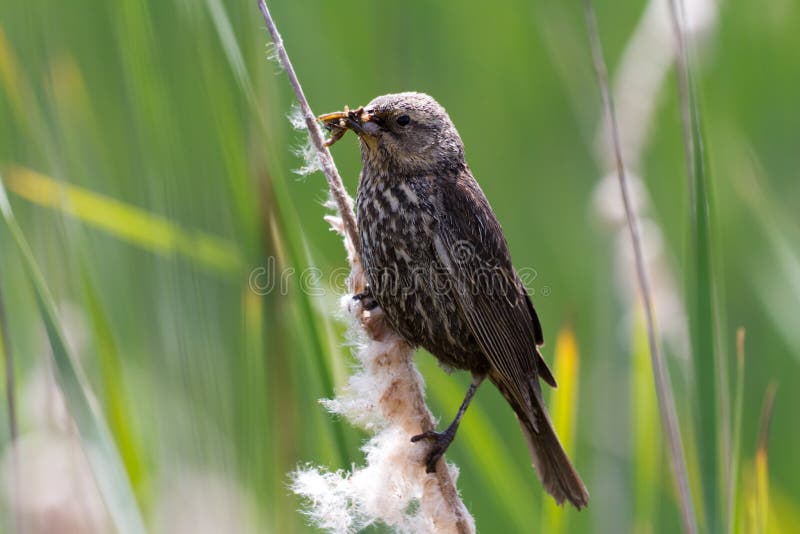 Merle rouge d'aile photo stock. Image du canada, faune - 63359464