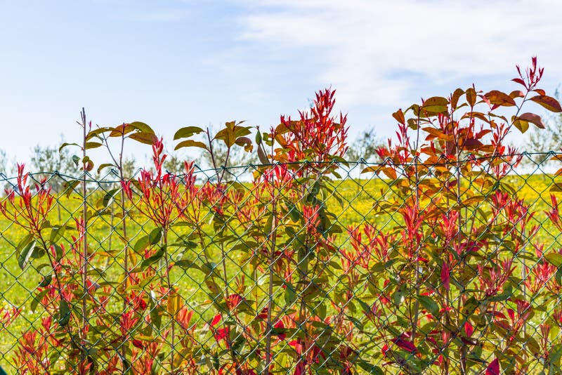 Merle Vert De Rouge De Grillage Et De Photinia Image stock - Image du ...