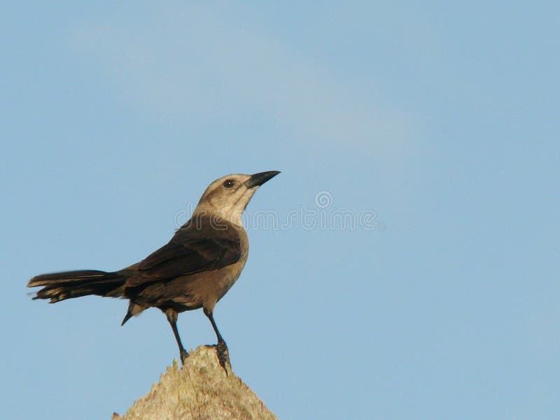 Merlette of the West Indies Stock Photo - Image of posed, wooden: 98577022