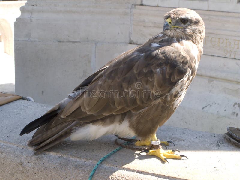 A merlin. stock photo. Image of falcon, animal, budapest - 10811324