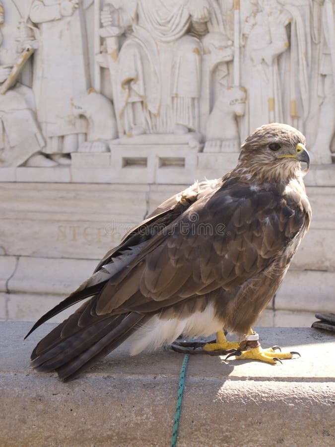 A merlin. stock image. Image of prey, animal, merlin - 10811363