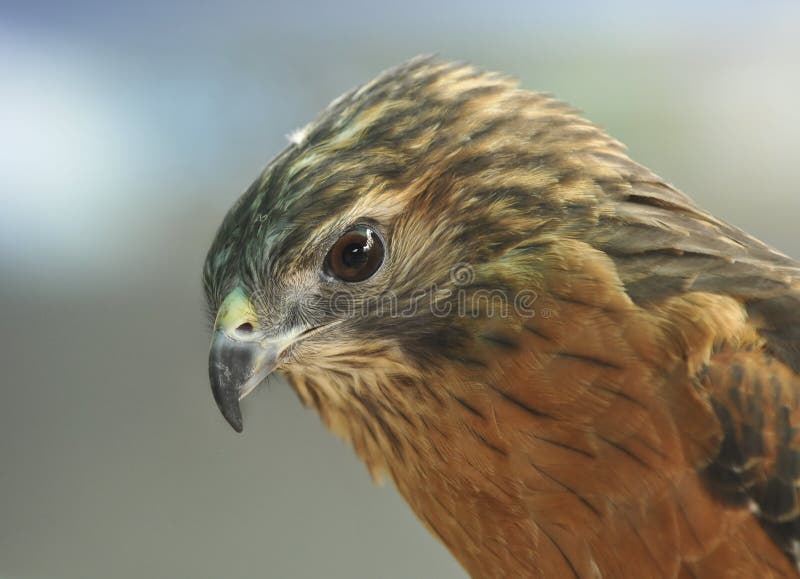 Merlin stock image. Image of feathers, bird, wild, eagle - 18445717