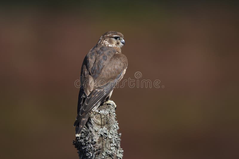 Merlin stock photo. Image of small, columbarius, raptor - 18940844