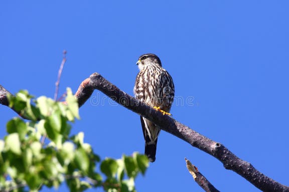Merlin stock image. Image of tail, leaves, alaska, prey - 22687561