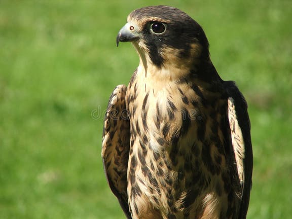 Merlin stock image. Image of pecker, merlin, animal, hobby - 5121311