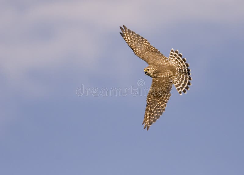 Merlin stock photo. Image of blue, bird, wing, raptor, wings - 624306